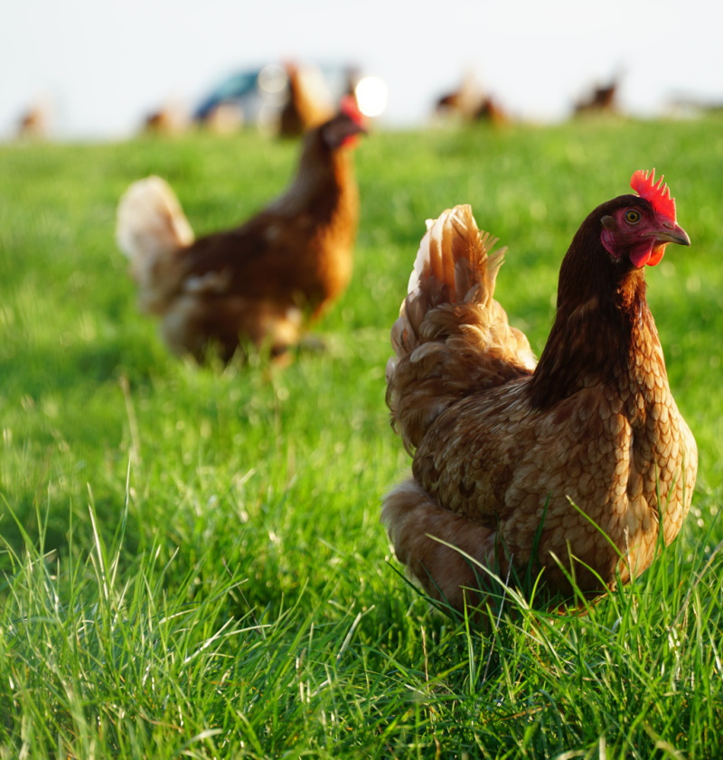 Hühner – Fischer Tanken